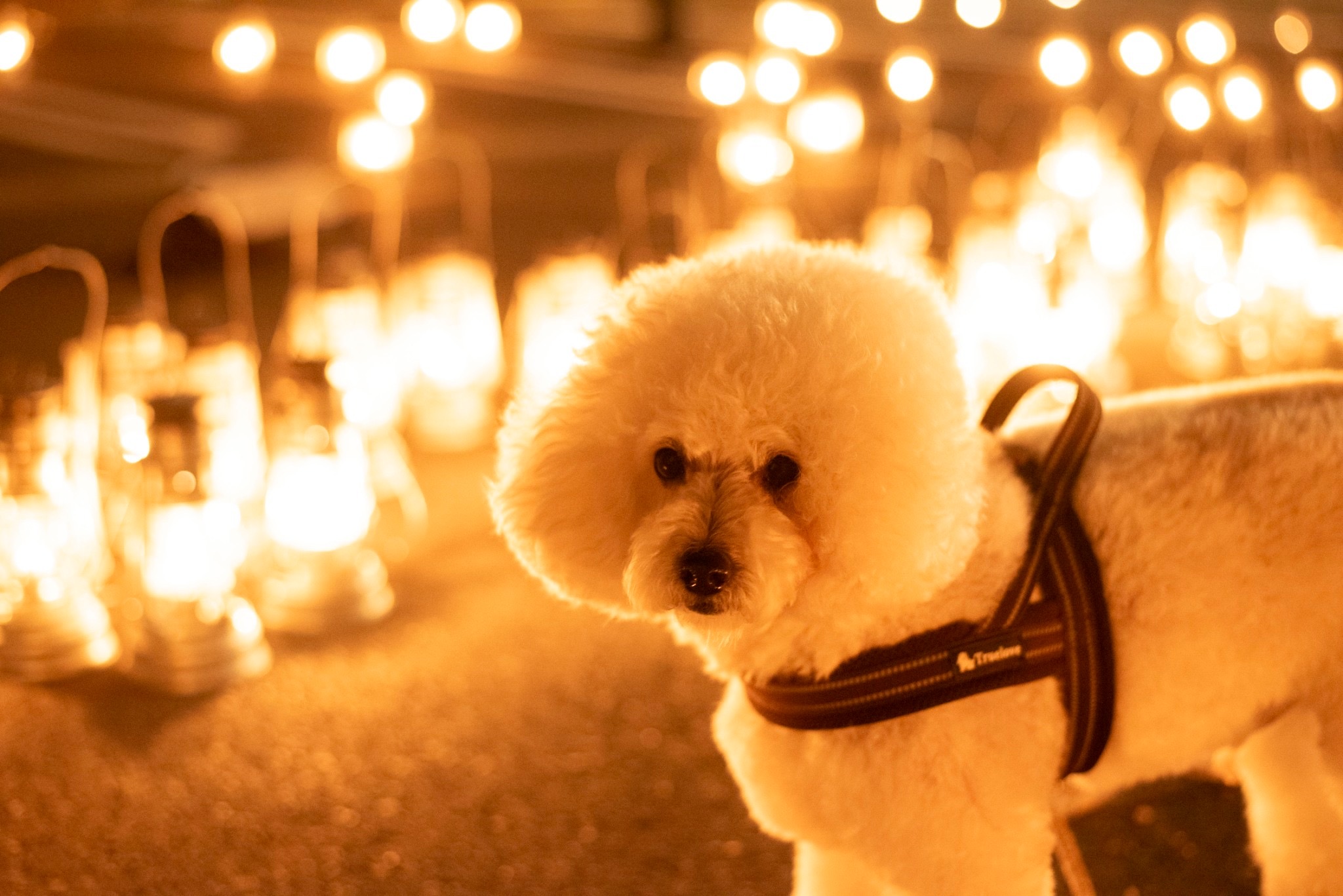 ランタンツーリング：23炎 3/8 | YSP豊川